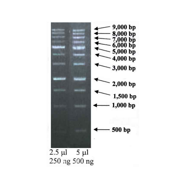1 Kb DNA ladder
